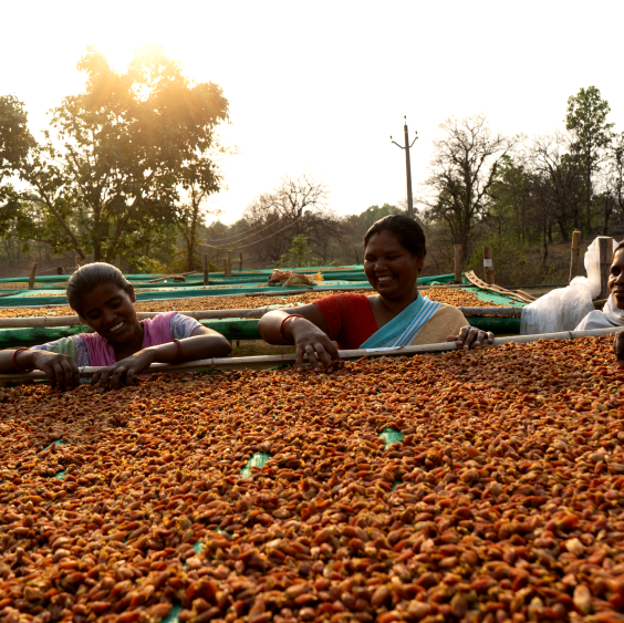 Wild Harvest India - Food Grade Mahua
